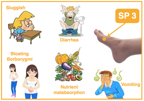 All About the TCM Spleen