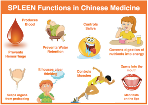 All About the TCM Spleen