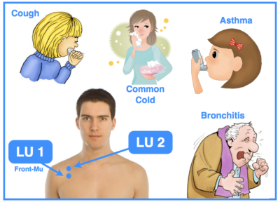 All About The TCM Lung