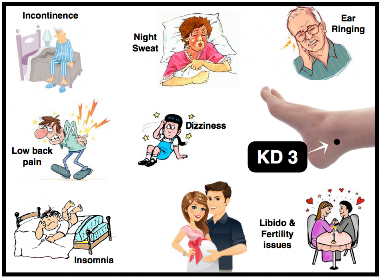 All About the TCM Kidneys