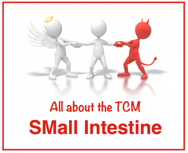 All About The TCM Small Intestine