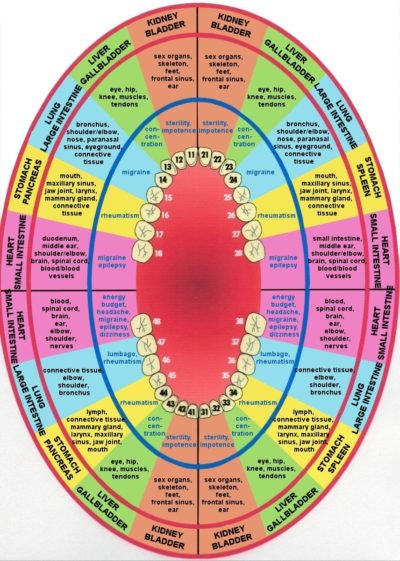Teeth Meridian Chart in Acupuncture