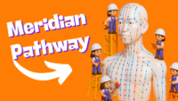 Acupuncture Meridians Pathways of all 12 Main Channels - AcuPro Academy ...