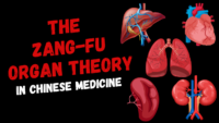 #71 - The Zang-Fu Organ Theory in Chinese Medicine (Podcast)