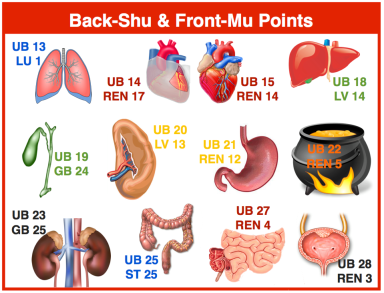Front Mu and Back Shu Acupuncture Points Explained